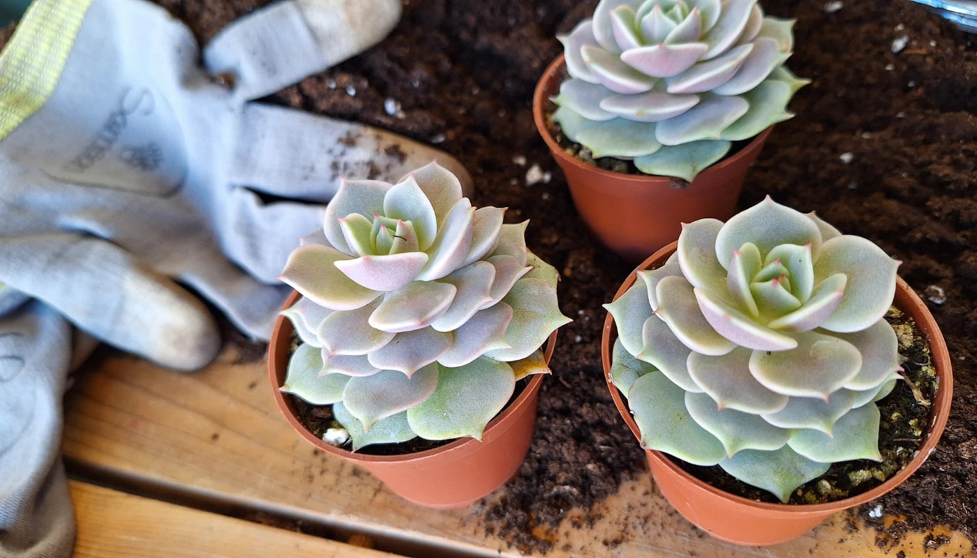 Balcony & Terrace Gardening | Scrim's Florist – Tagged "Self-Watering Pots"