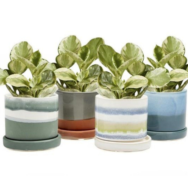 Specialty Plant Pots | Scrim's Florist – Tagged "8" Pots"